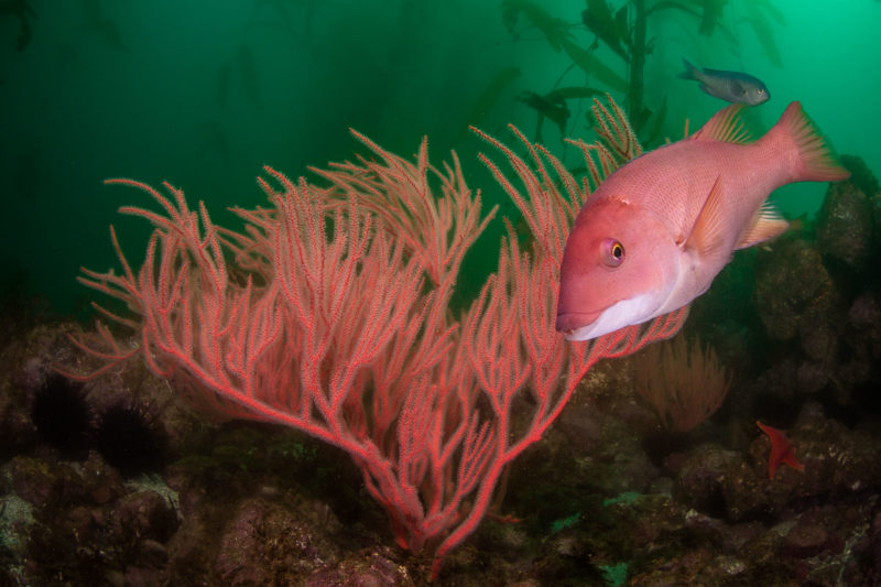 A Beginner’s Guide to Southern California Sea Life • Scuba Diver Life