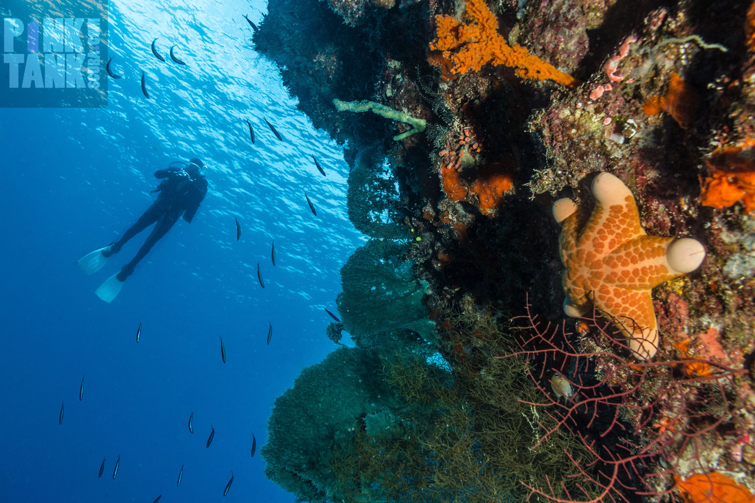 The Cave of the Kastom Shark • Scuba Diver Life