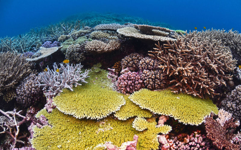 Mission Complete: The Great Barrier Reef Survey • Scuba Diver Life