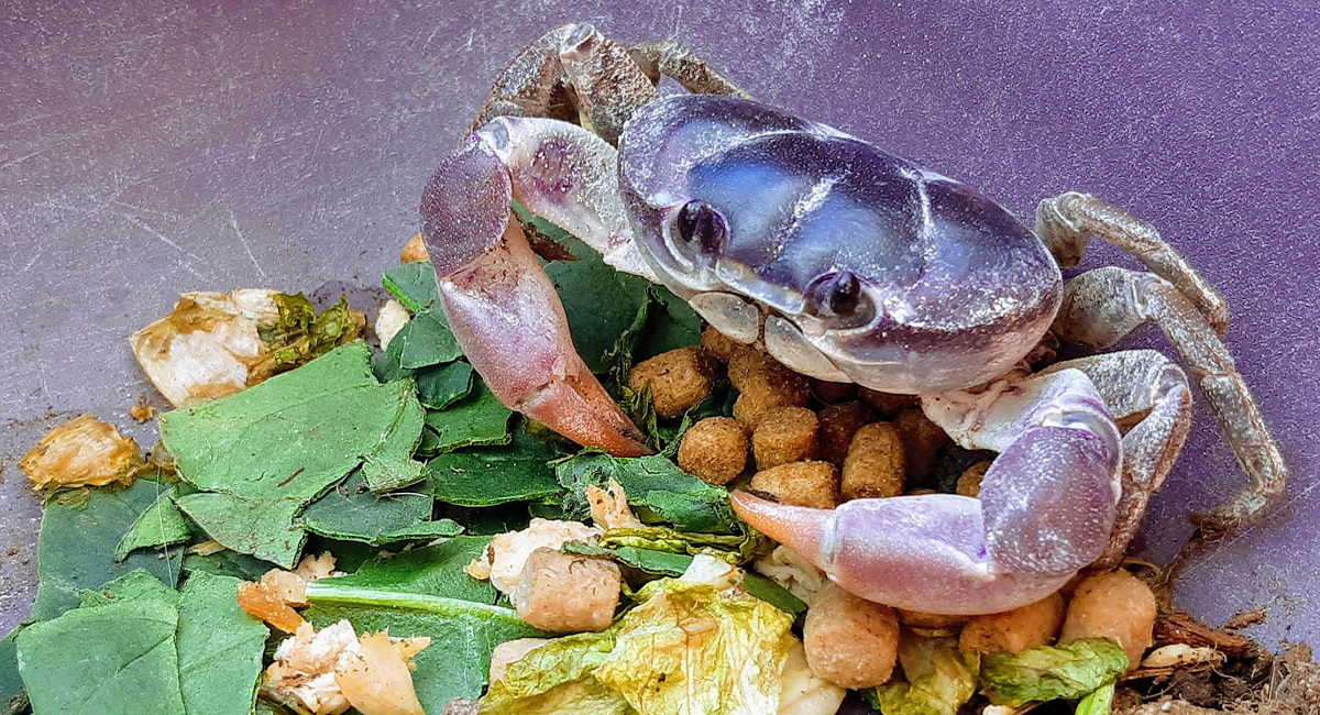 Saving Sebastian — A Story With a Happy Ending • Scuba Diver Life