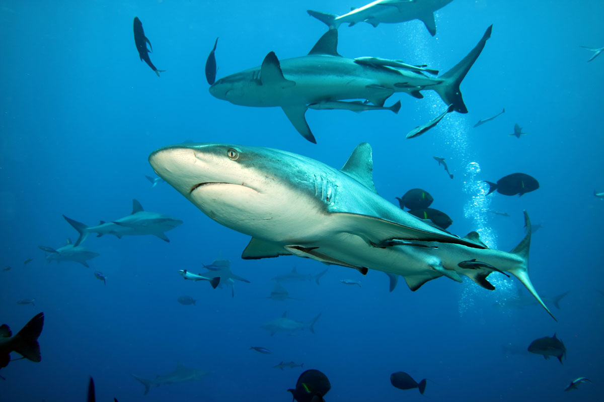 Diving the Coral Sea • Scuba Diver Life