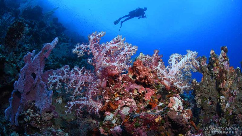Tulagi: the Perfect Choice for Rust and Reefs • Scuba Diver Life