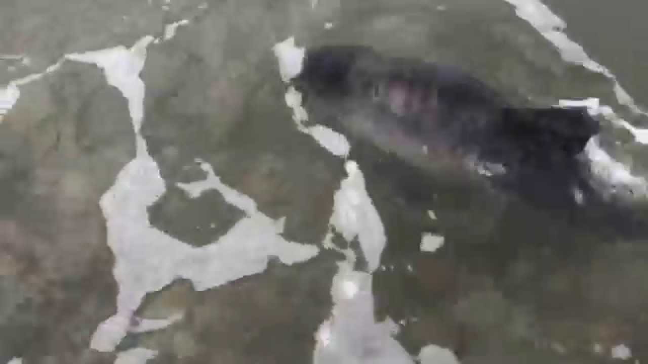 Dog Finds a Baby Dolphin • Scuba Diver Life