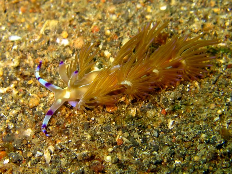 The Best Diving in Sulawesi • Scuba Diver Life