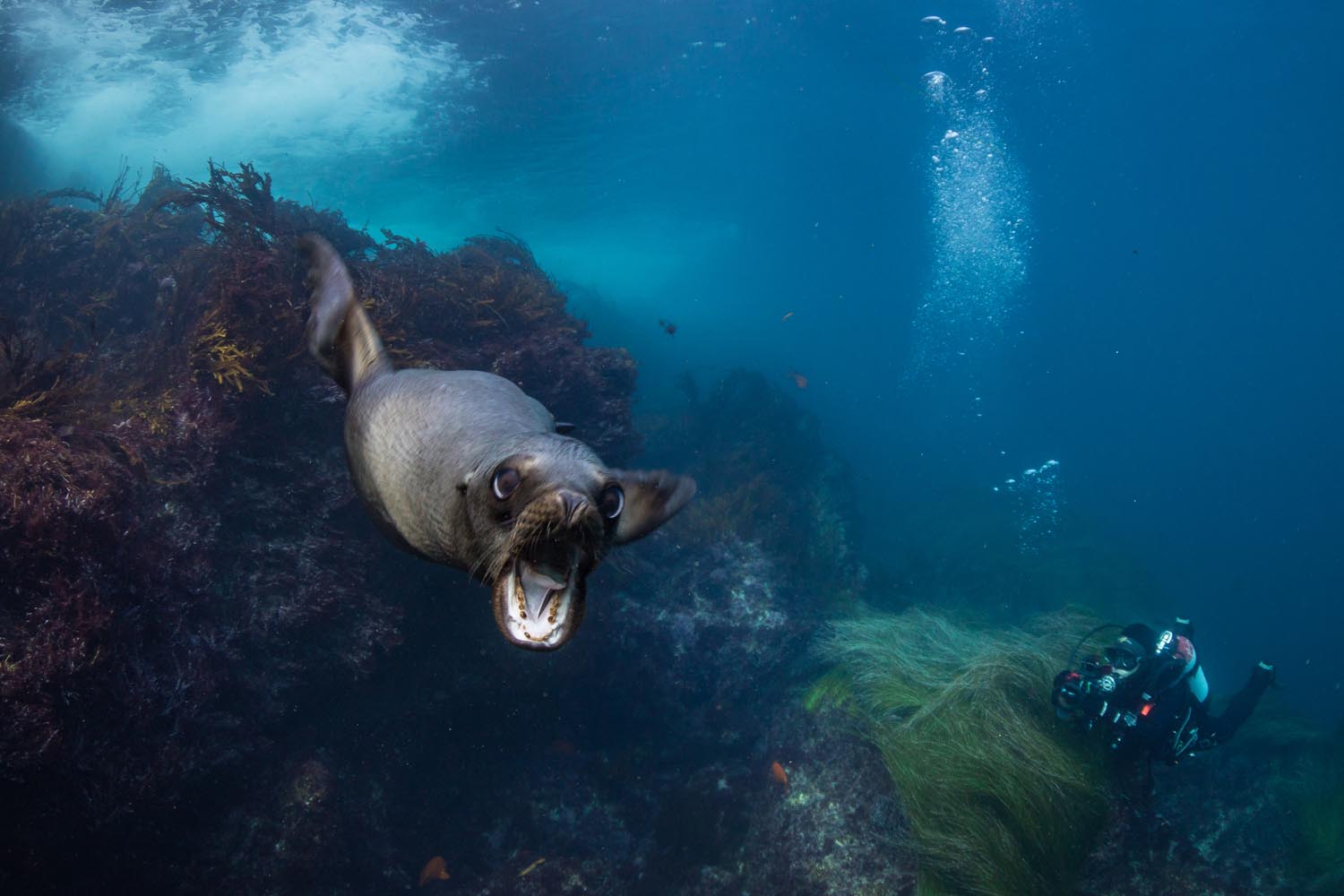 Arizona • Scuba Diver Life