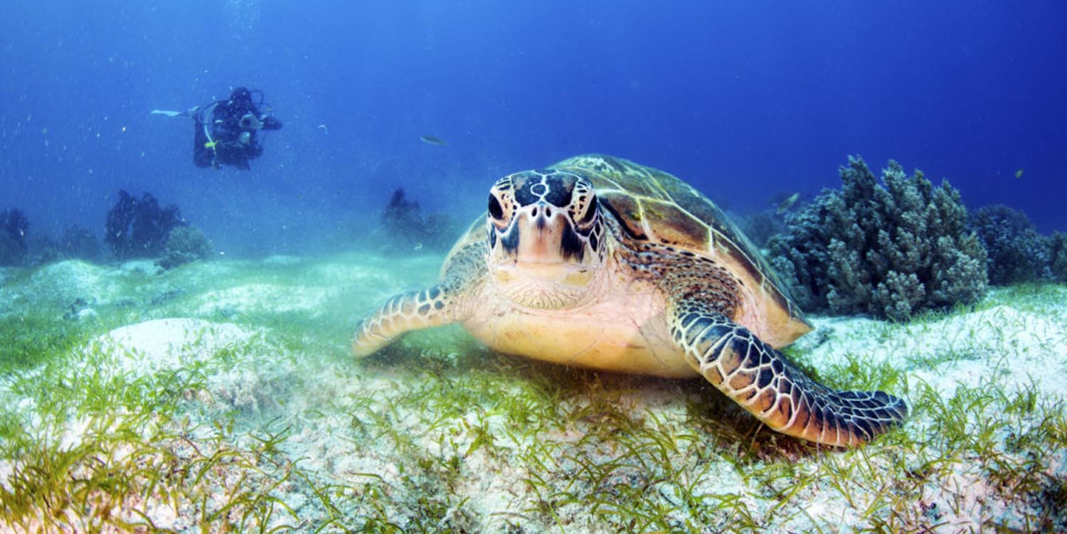 Barbados • Scuba Diver Life