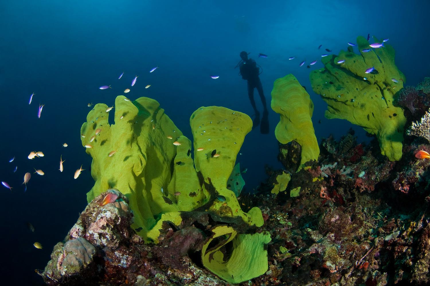 China • Scuba Diver Life