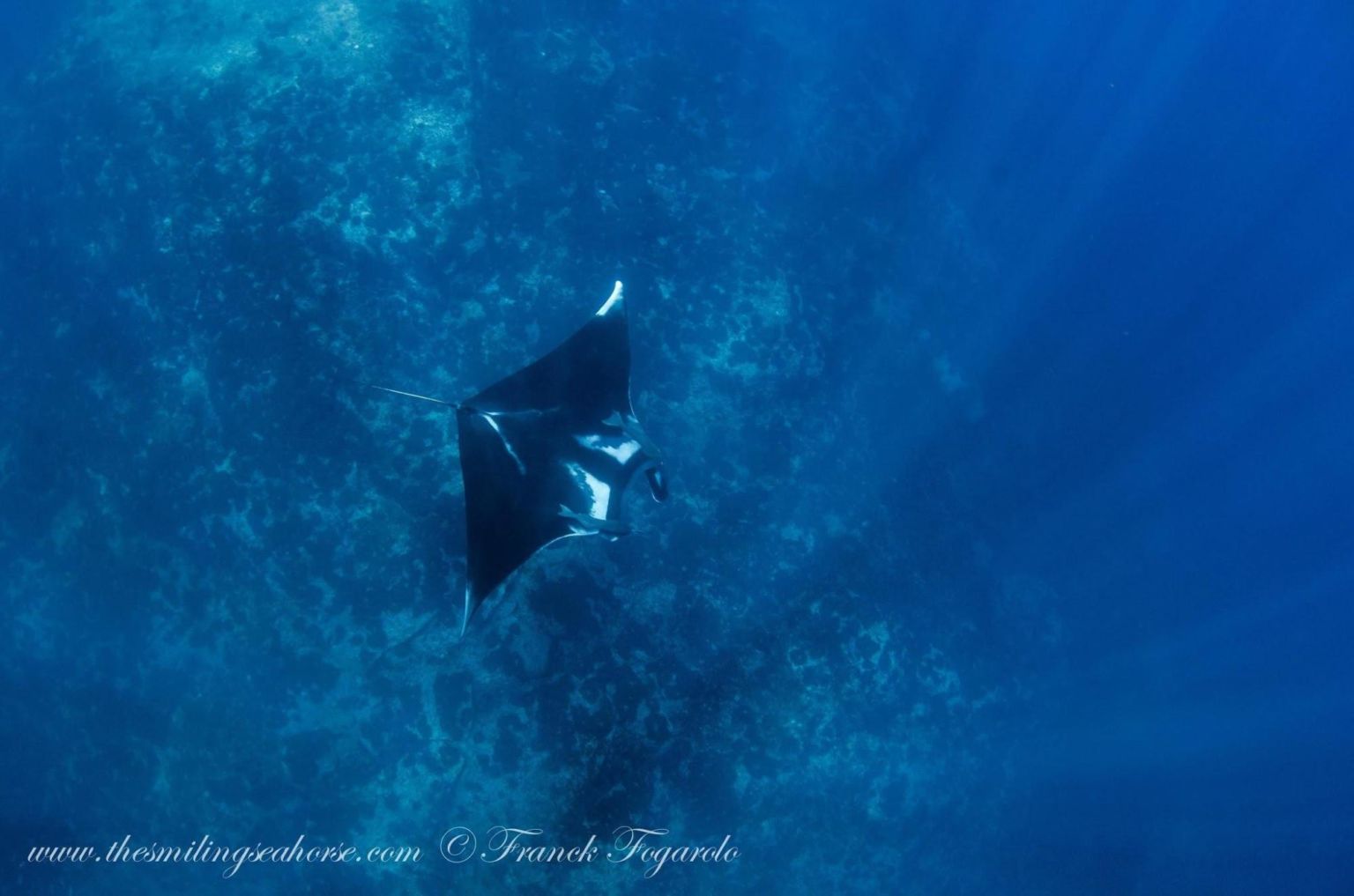 The Best Diving in the Mergui Archipelago • Scuba Diver Life