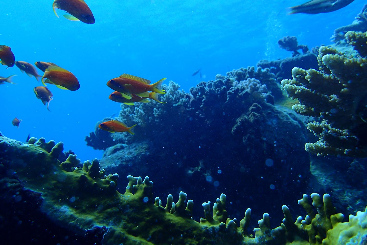 Sweden • Scuba Diver Life