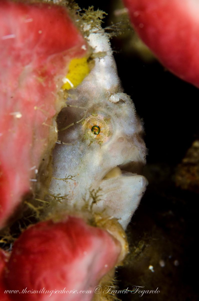 Macro Life in the Mergui Archipelago: Part II • Scuba Diver Life