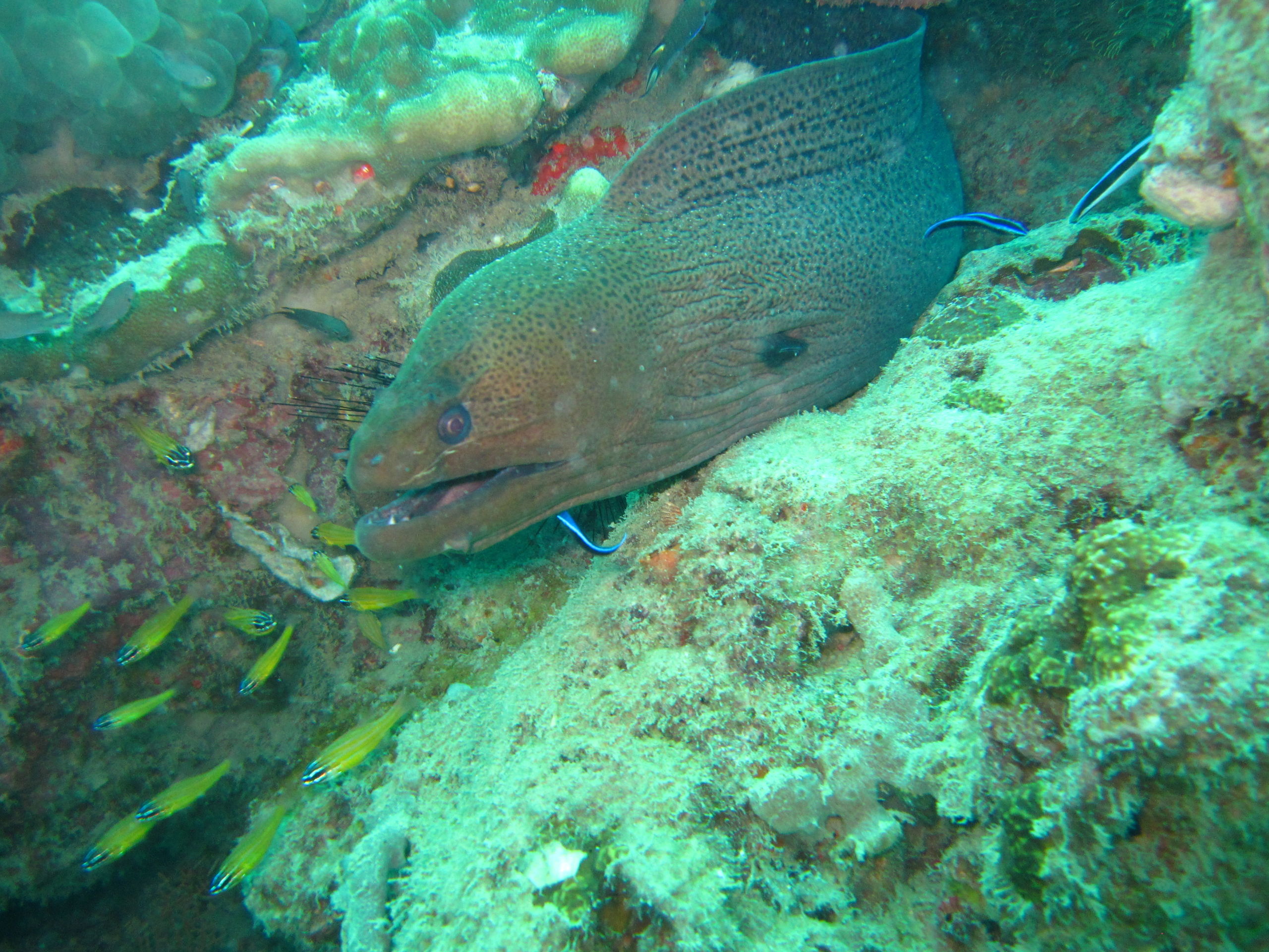 The Best Scuba Diving in Krabi • Scuba Diver Life