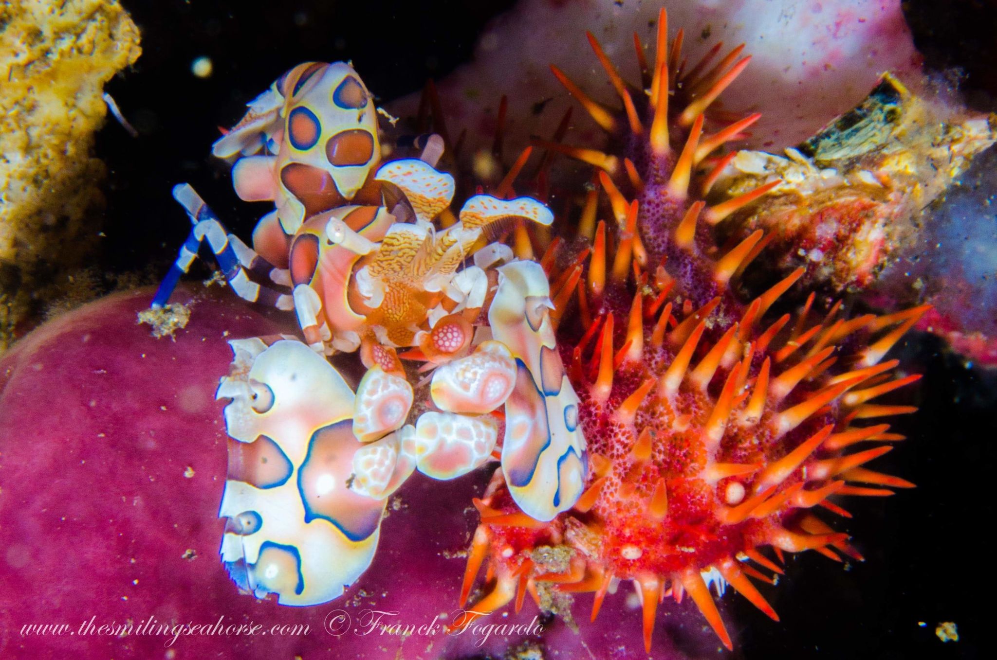 Harlequin Shrimp: Flamboyant Coral Reef Guardians • Scuba Diver Life