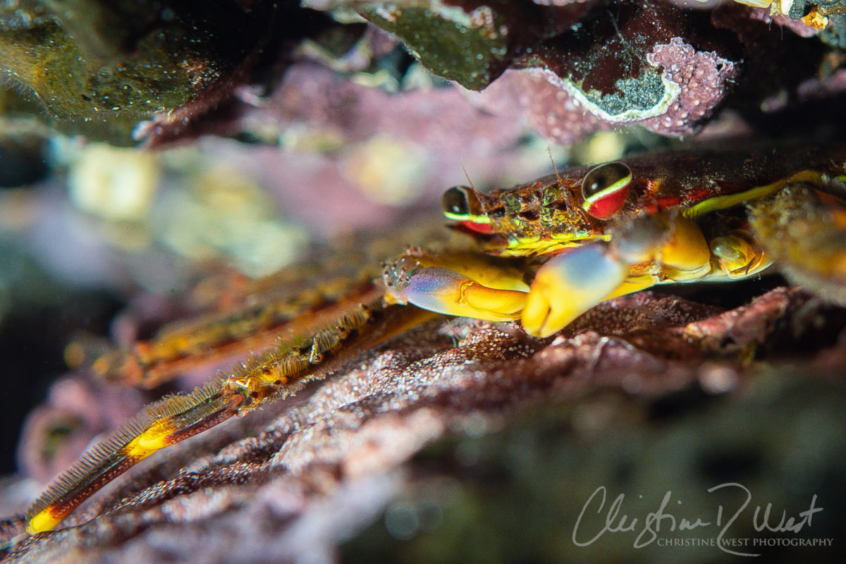 Hawaii Tidepool Marine Life • Scuba Diver Life