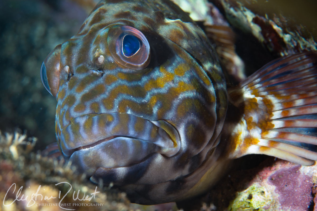 Hawaii Tidepool Marine Life • Scuba Diver Life