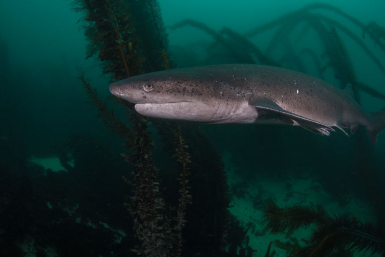 A Beginner’s Guide to Southern California Sharks • Scuba Diver Life