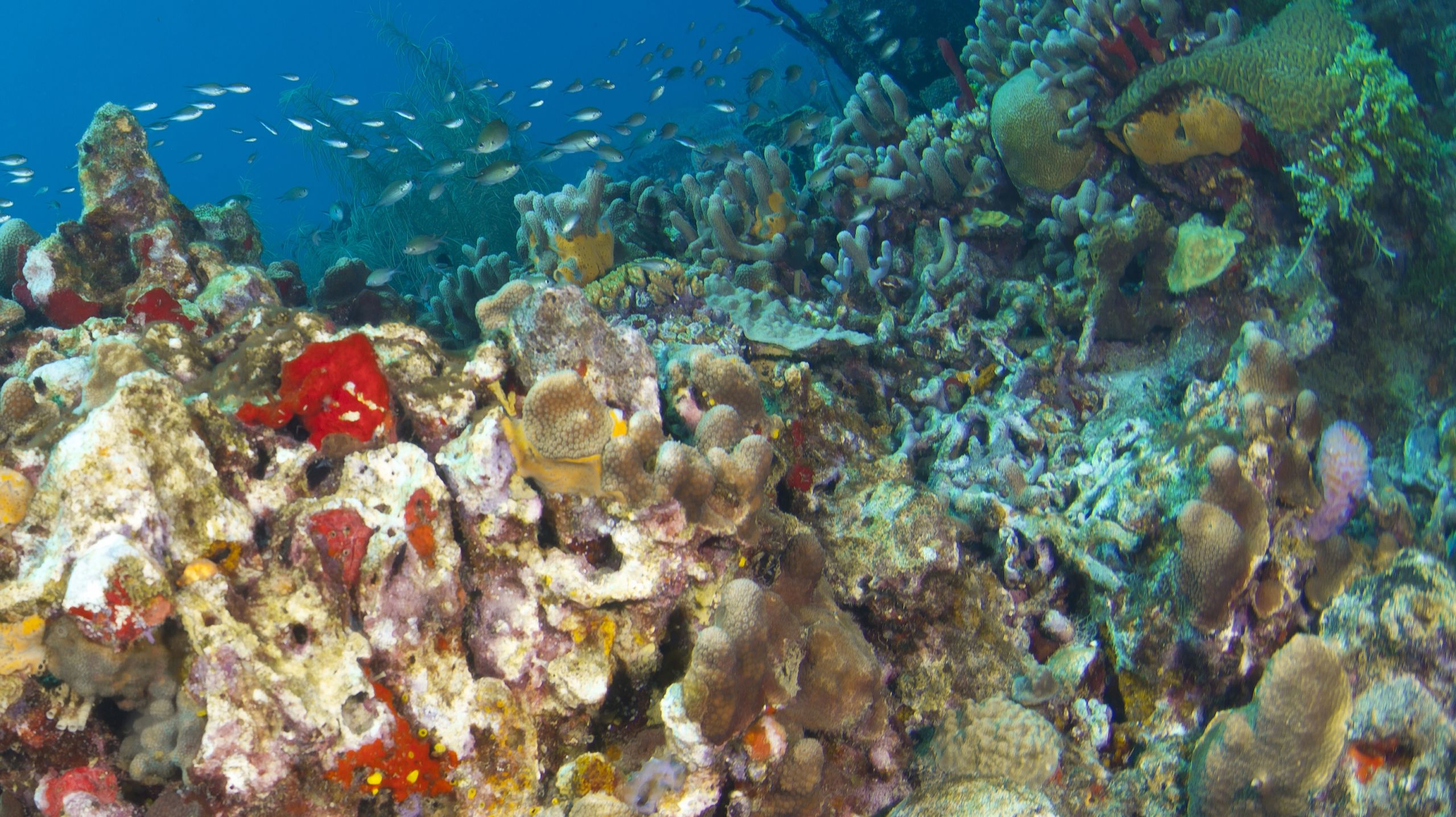 The Best Scuba Diving in Belize • Scuba Diver Life