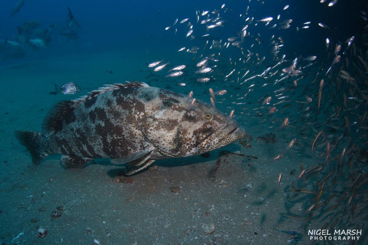 Diving Australia's Sunshine Coast • Scuba Diver Life