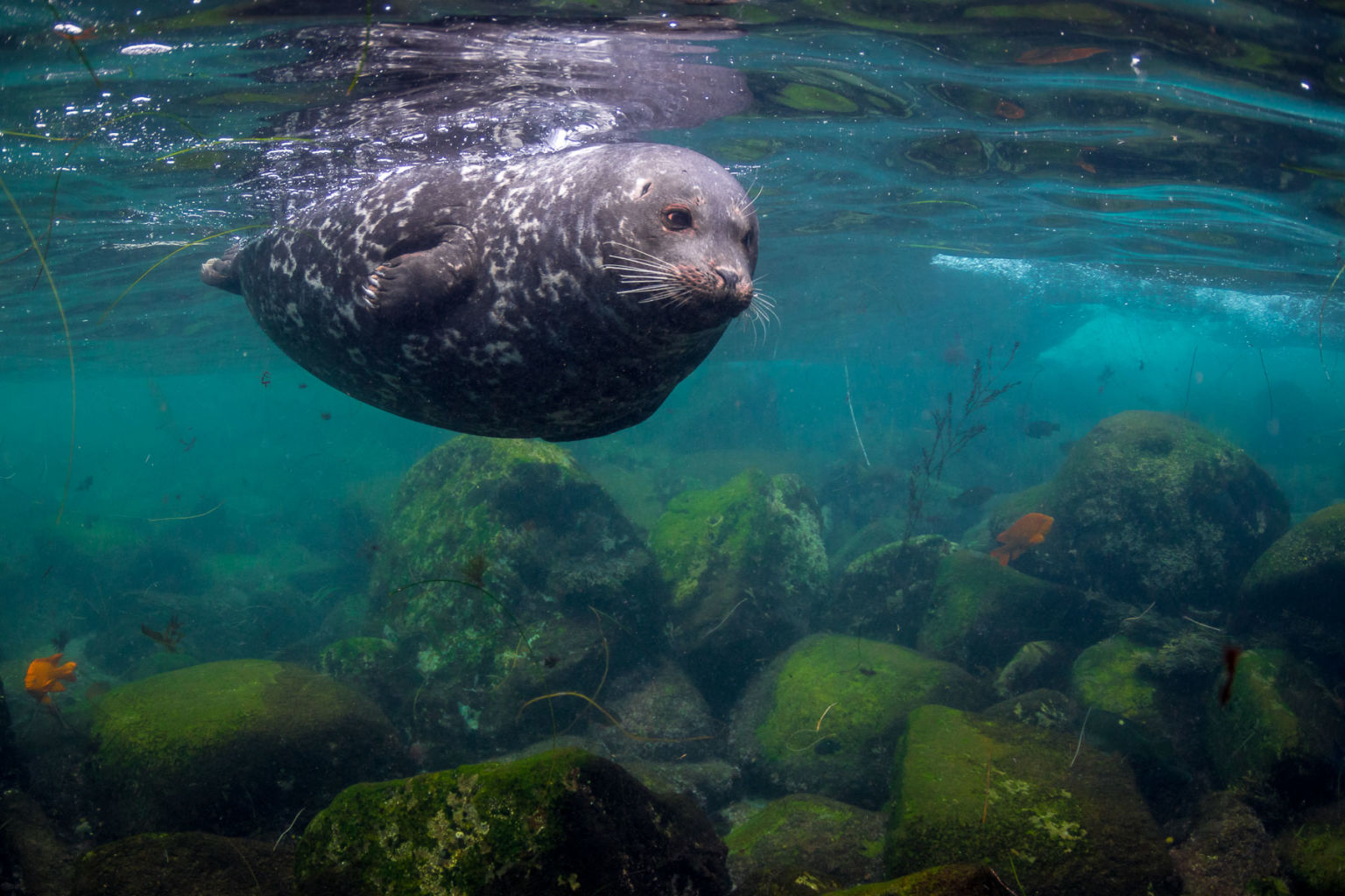 A Beginner’s Guide to Southern California Marine Mammals • Scuba Diver Life