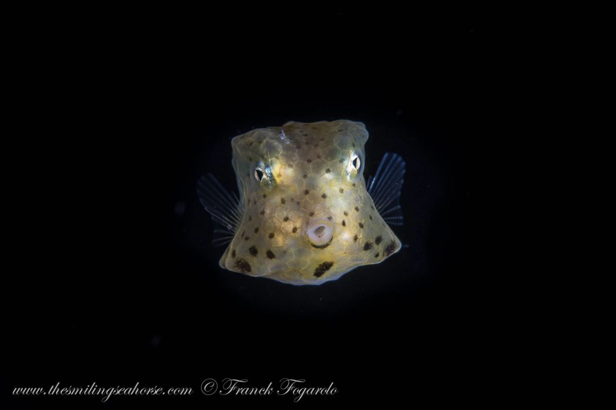 Blackwater Diving in Thailand • Scuba Diver Life