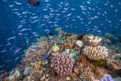 Dive Site: Steve’s Bommie, Great Barrier Reef • Scuba Diver Life